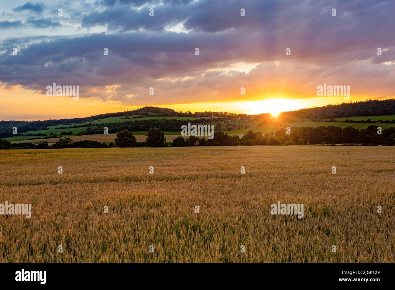 Rye field at sunset. Summer evening Stock Photo - Alamy