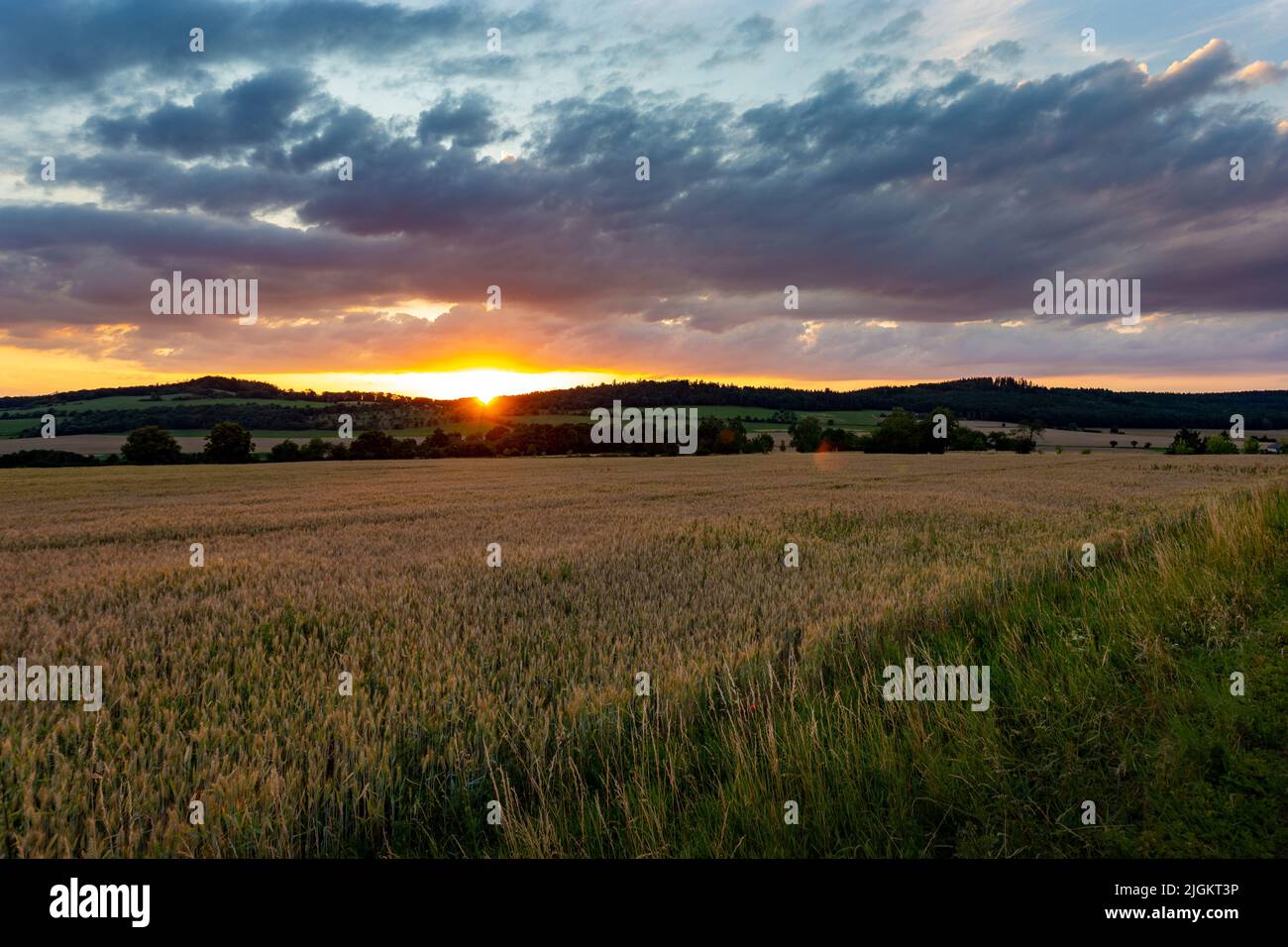 Rye at the sunset hi-res stock photography and images - Alamy