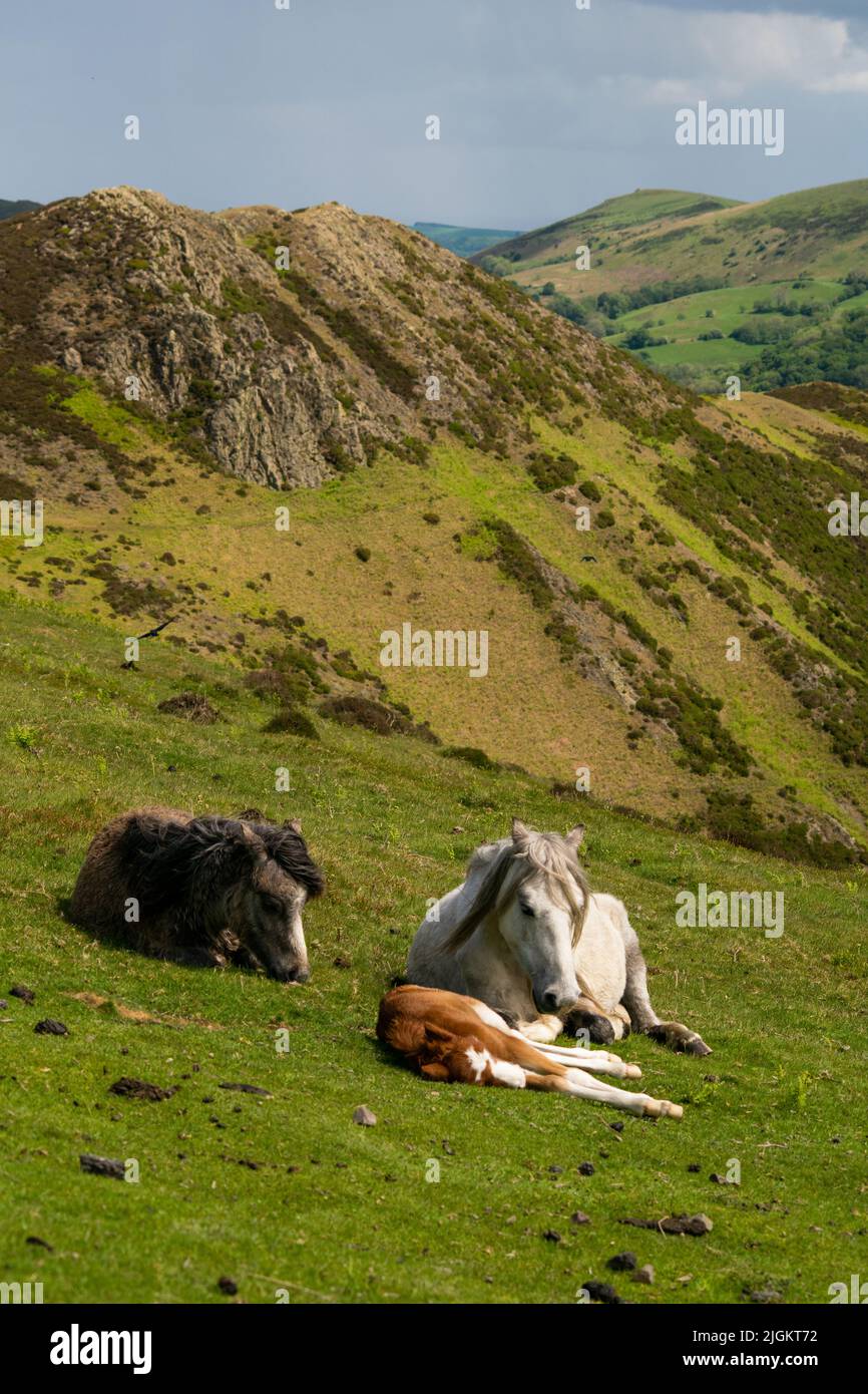 Family of wild horses Stock Photo - Alamy