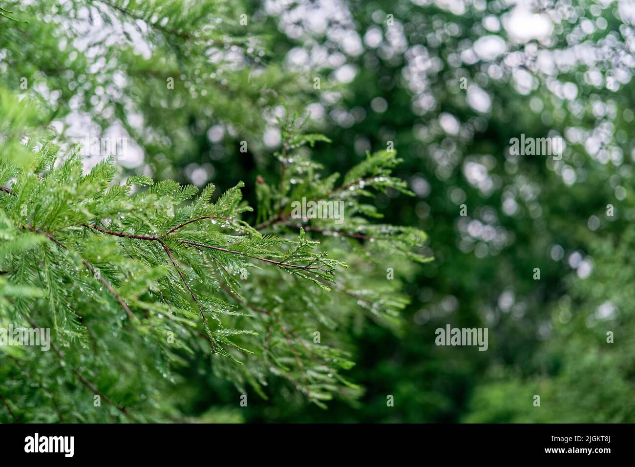 Morning Dew on Evergreen Tree Stock Photo - Alamy