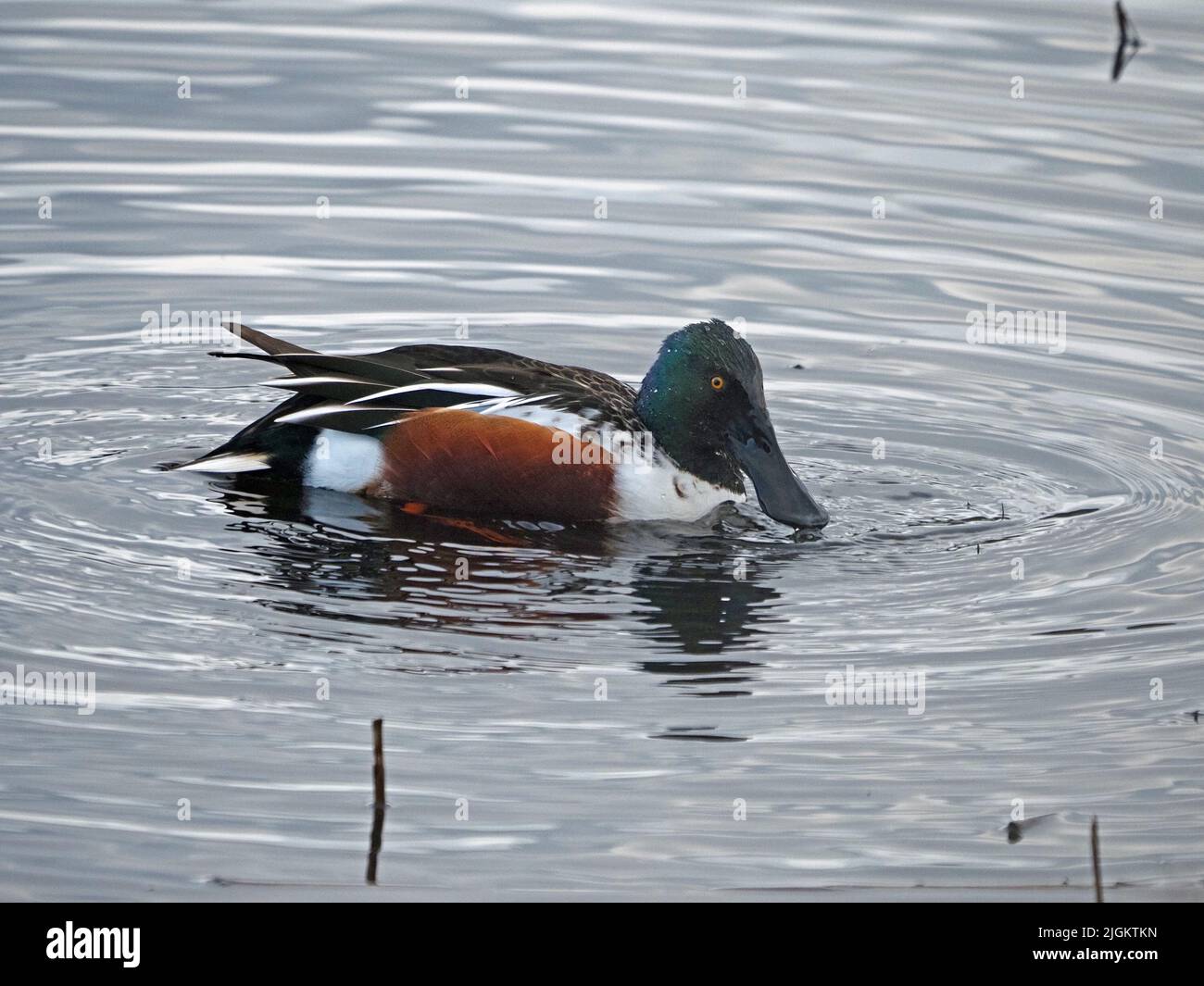 male drake Shoveler or northern shoveler duck (Anas clypeata) with ...