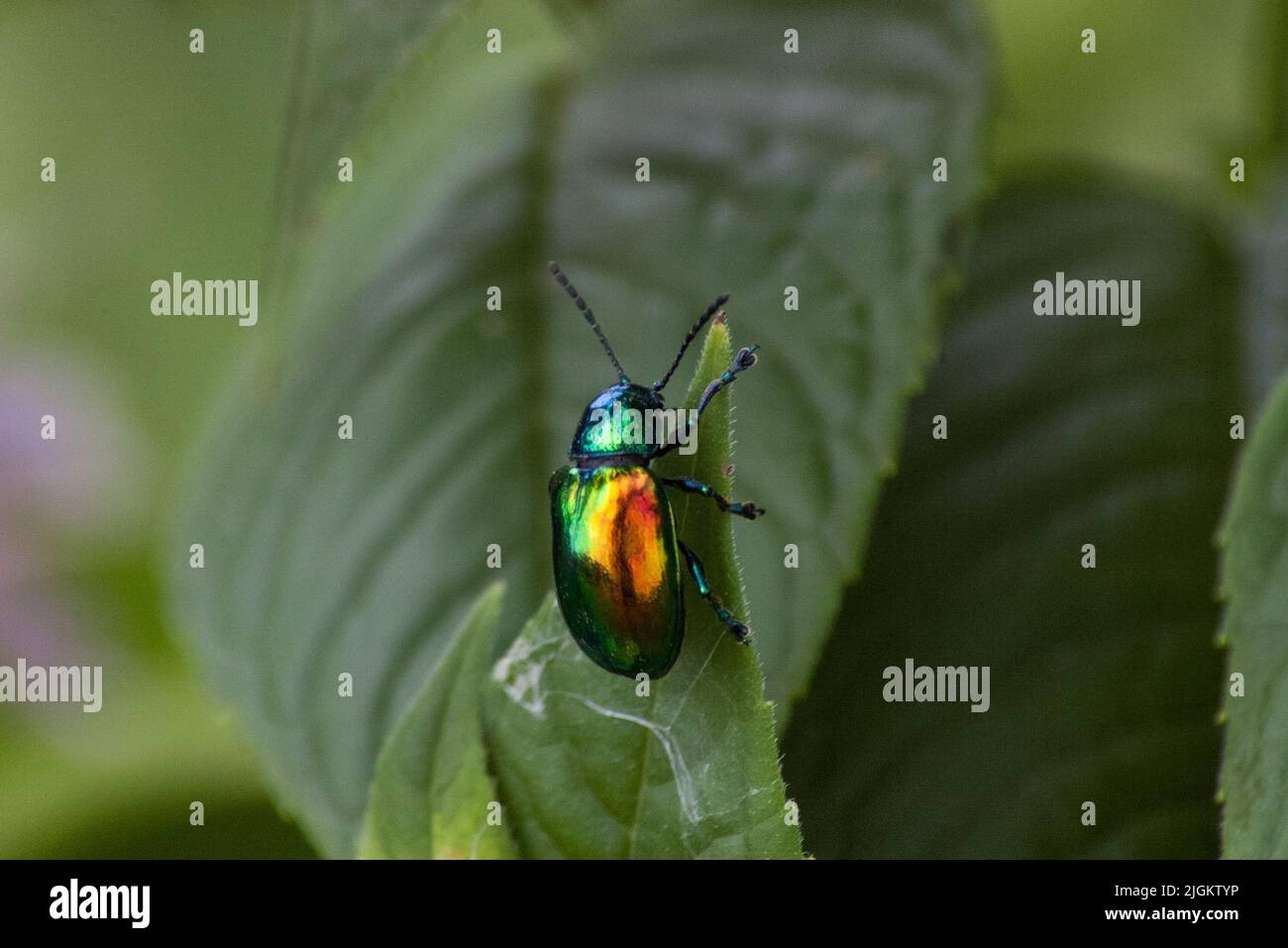 Dogbane leaf beetle (Chrysochus auratus Stock Photo - Alamy