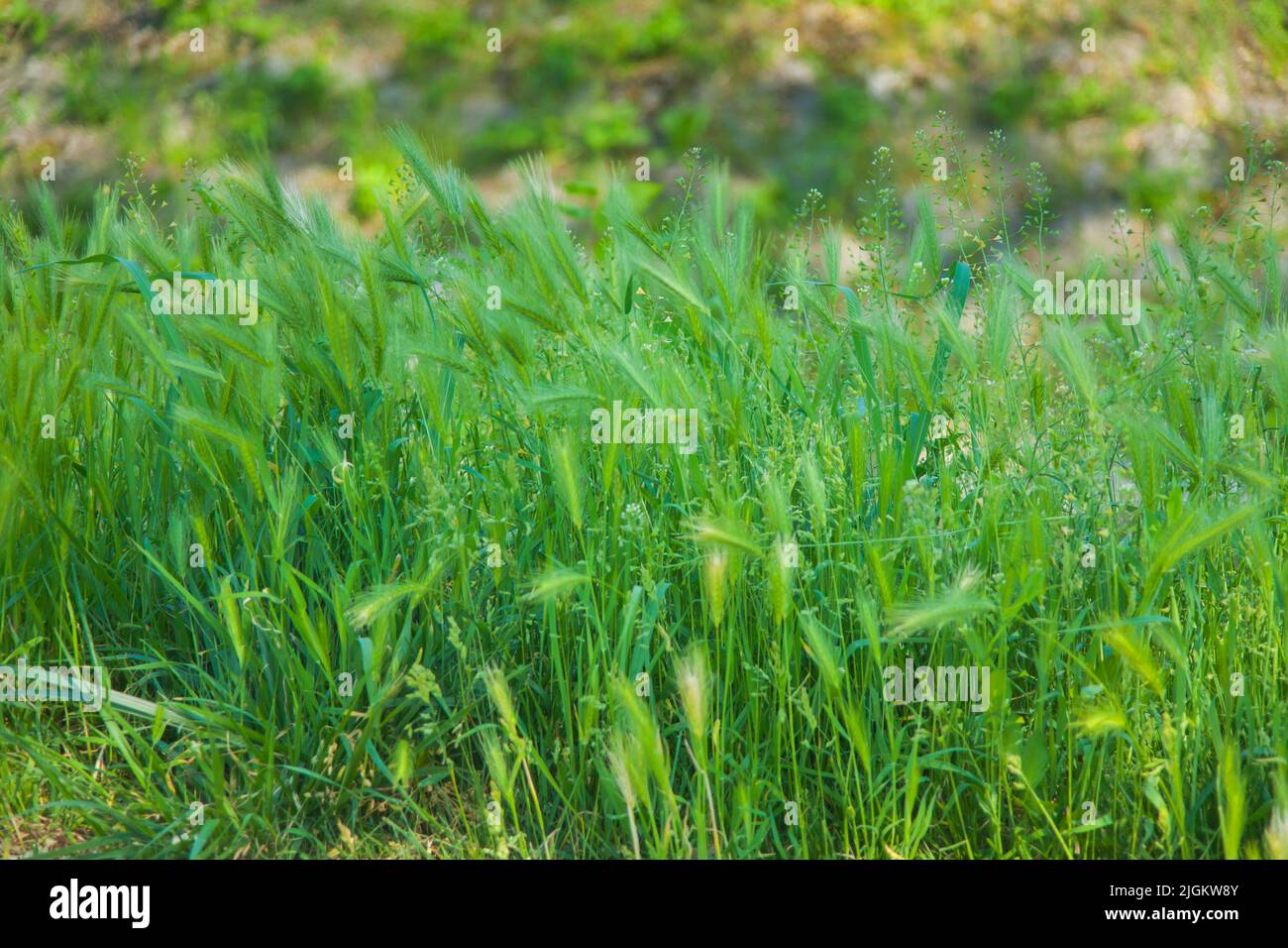 Plume grass hi-res stock photography and images - Alamy