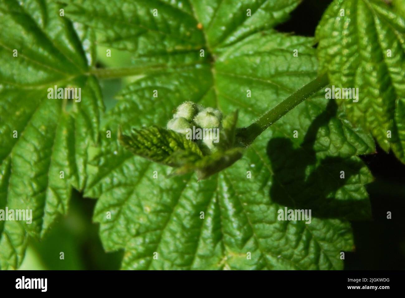 Raspberry bud with a leaf on a green background. High quality photo ...
