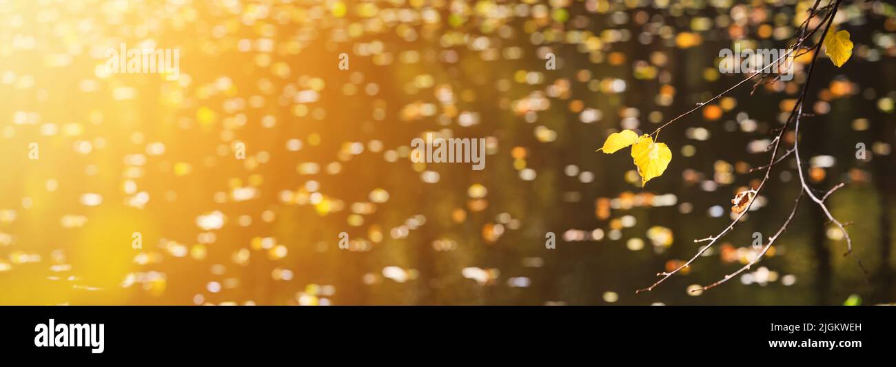 Autumn landscape, panorama, banner - view of a tree branch against the ...