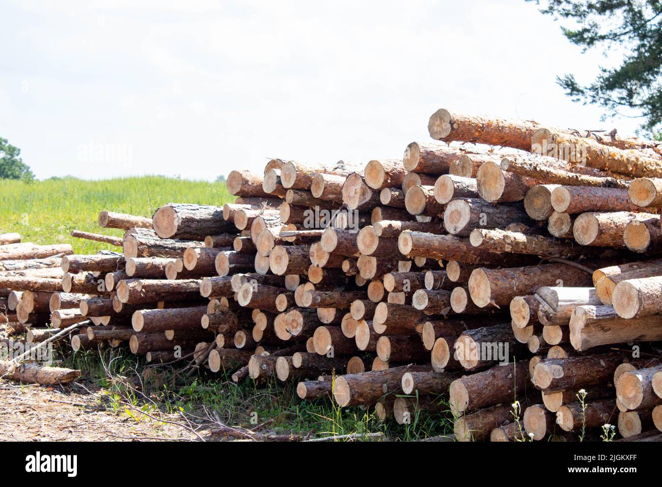 Sawn trees hi-res stock photography and images - Alamy