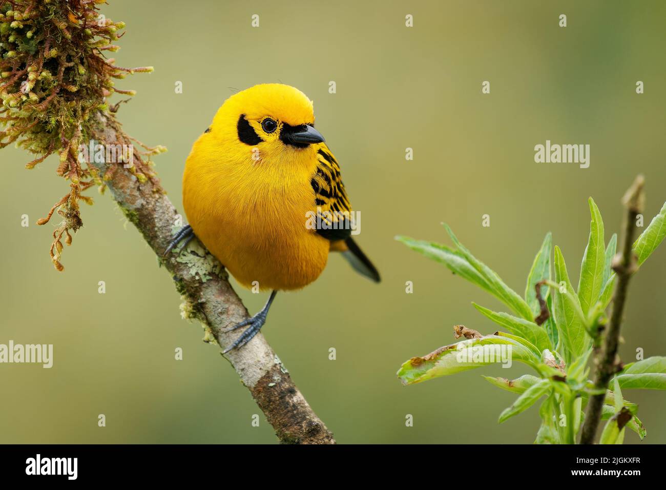 Golden Tanager - Tangara arthus yellow bird in Thraupidae, highland ...