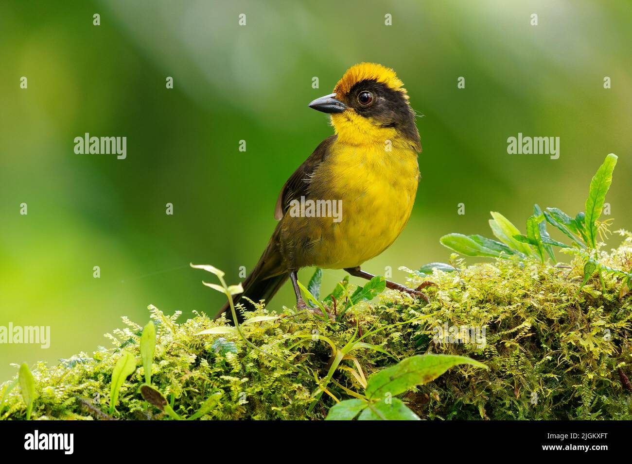 Tricolored brushfinch hi-res stock photography and images - Alamy