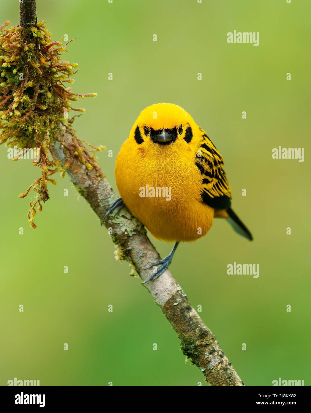 Golden Tanager - Tangara arthus yellow bird in Thraupidae, highland ...