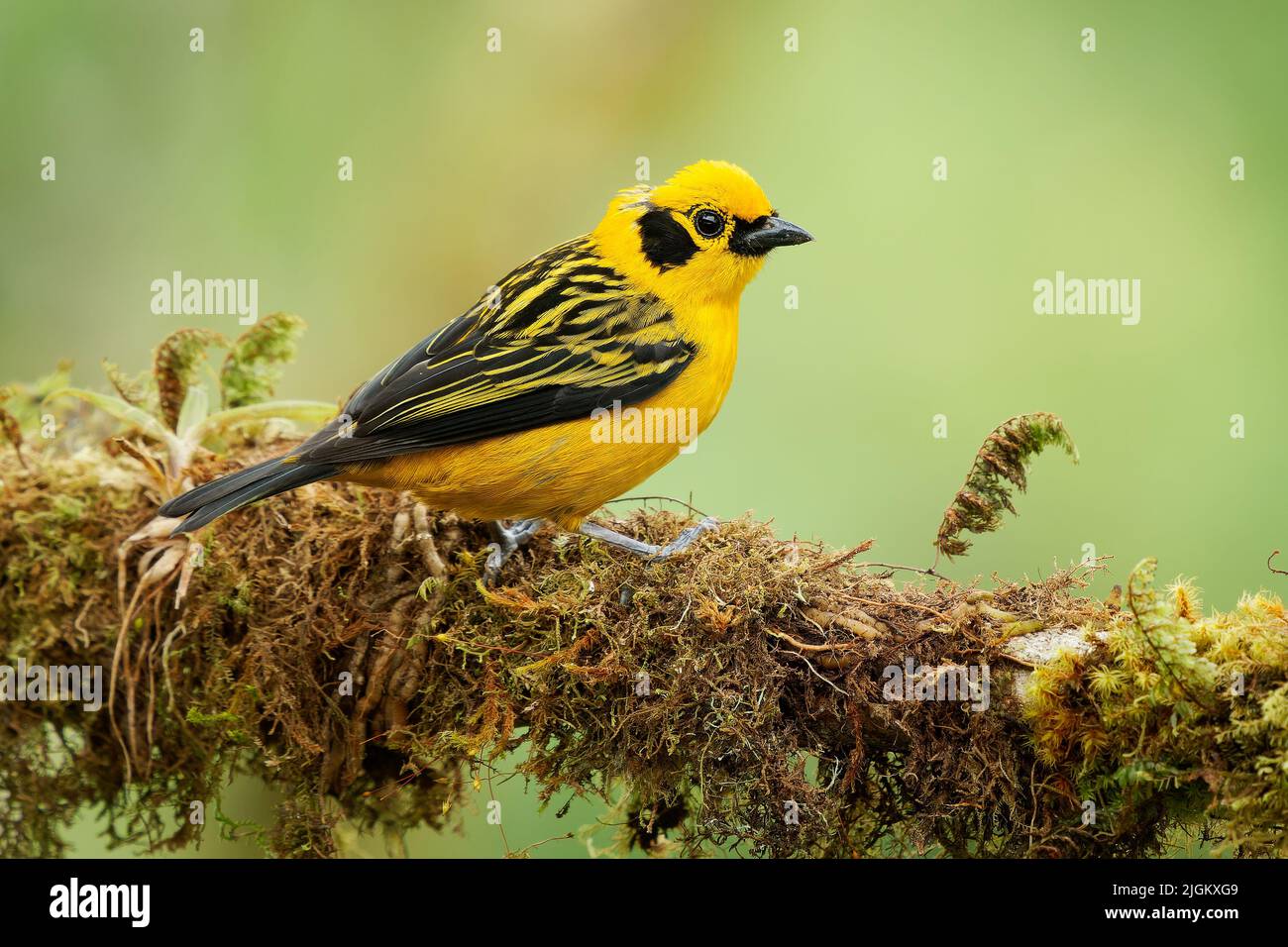 Venezuelan andes hi-res stock photography and images - Alamy