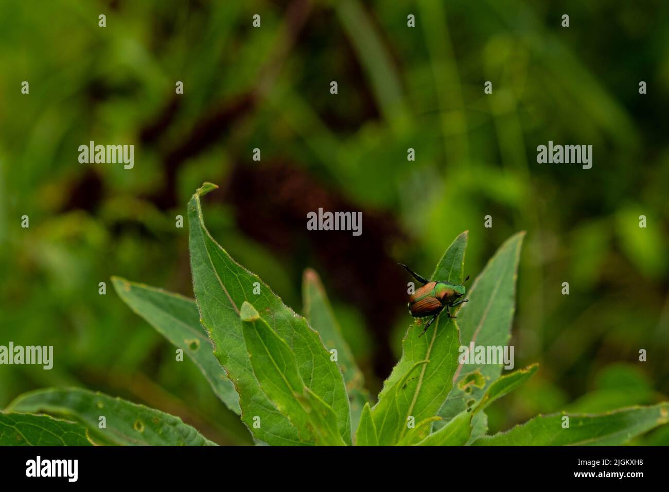 A green June bug on a plant at High Falls State Park in Jackson ...
