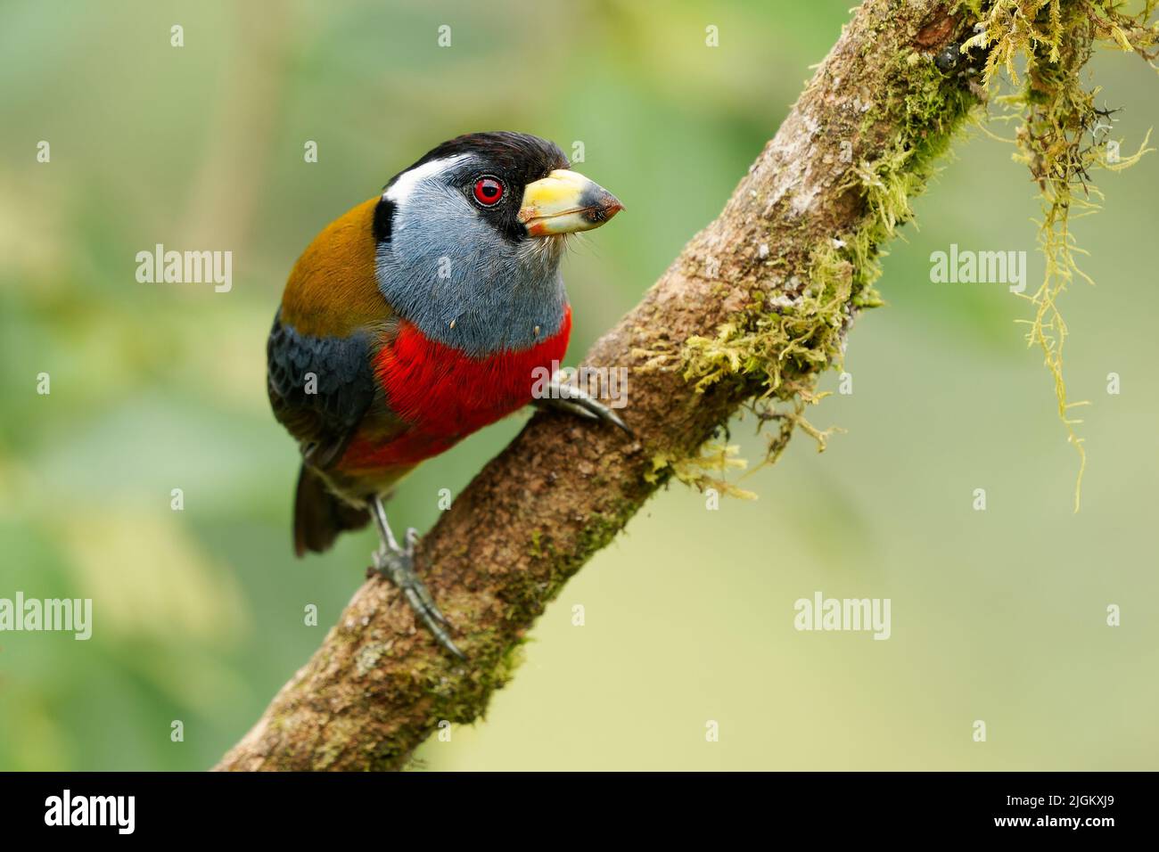 Toucan Barbet - Semnornis ramphastinus bird native to Ecuador and ...