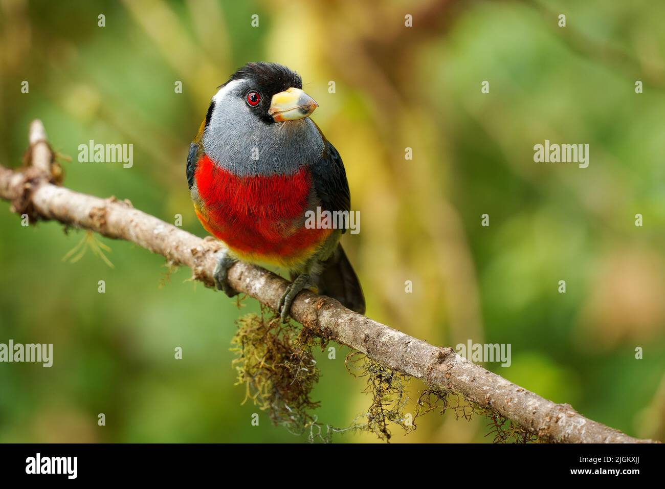 Toucan Barbet - Semnornis ramphastinus bird native to Ecuador and ...