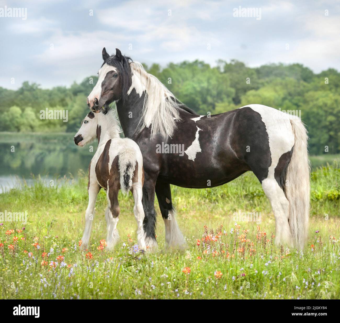 Gypsy Vanner Horse mare and foal in pasture in pasture Stock Photo - Alamy