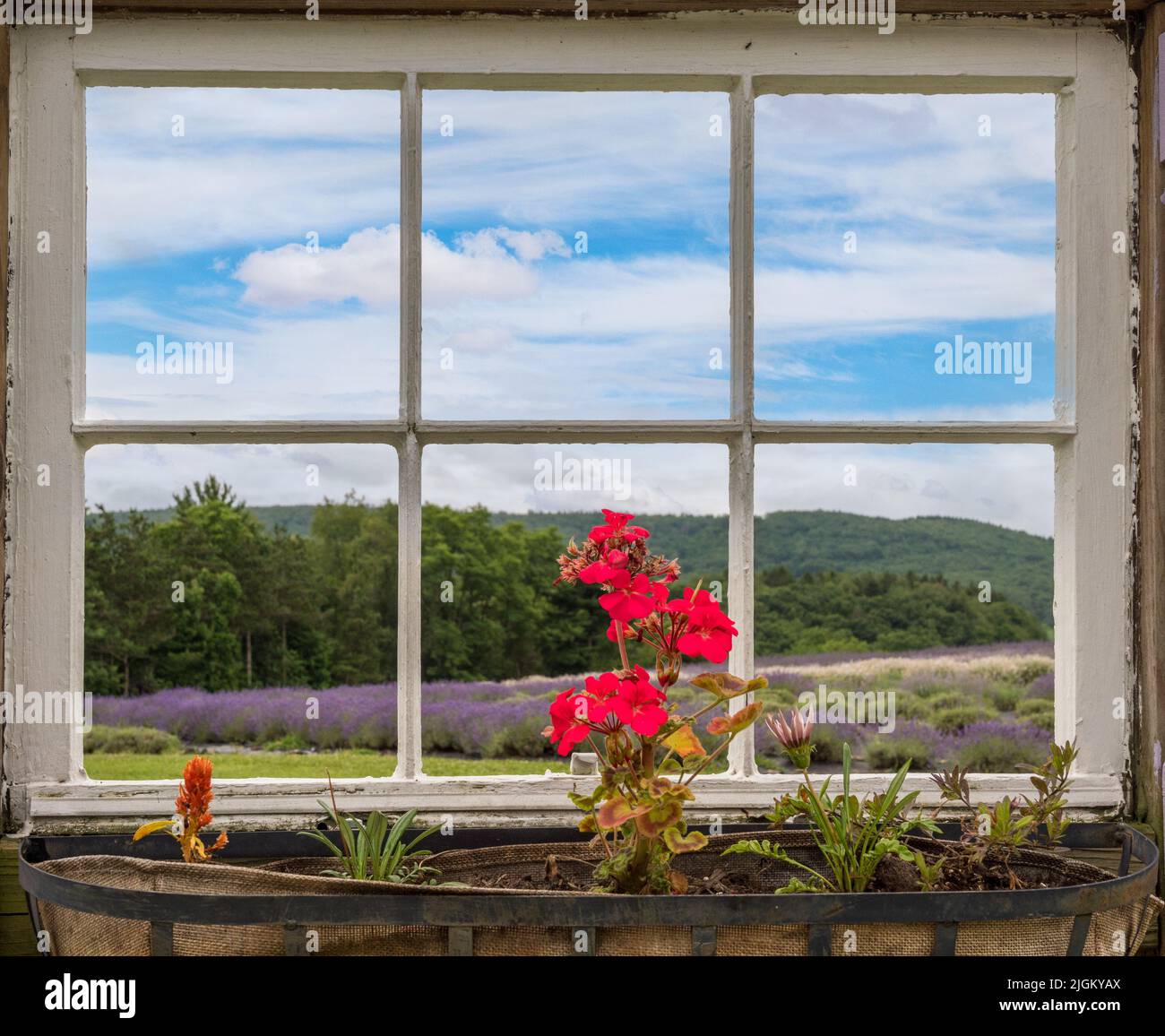 View through an old farmhouse cottage window at lavender plants in ...