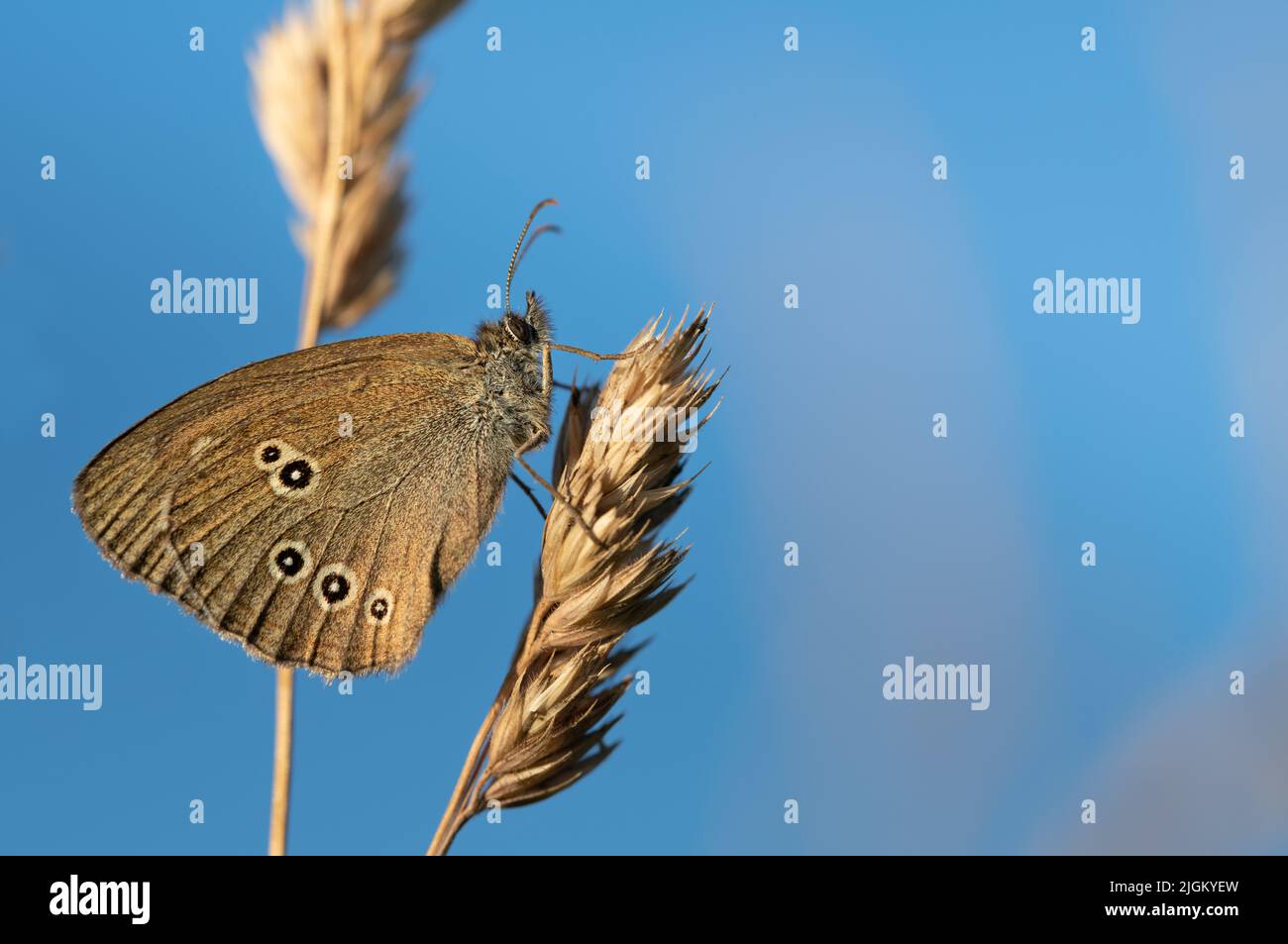 Close-up of a butterfly with closed wings. The brown forest bird ...