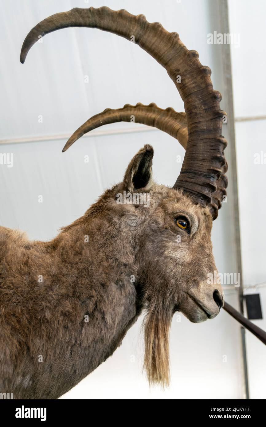 Taxidermy art of preserving animal's body via mounting or stuffing, for ...