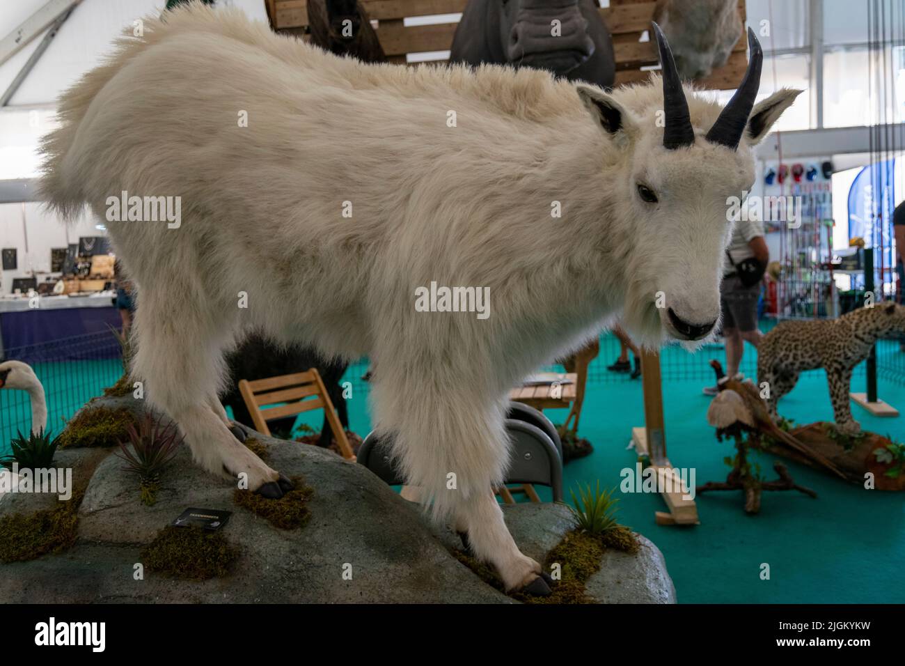 Taxidermy art of preserving animal's body via mounting or stuffing, for ...