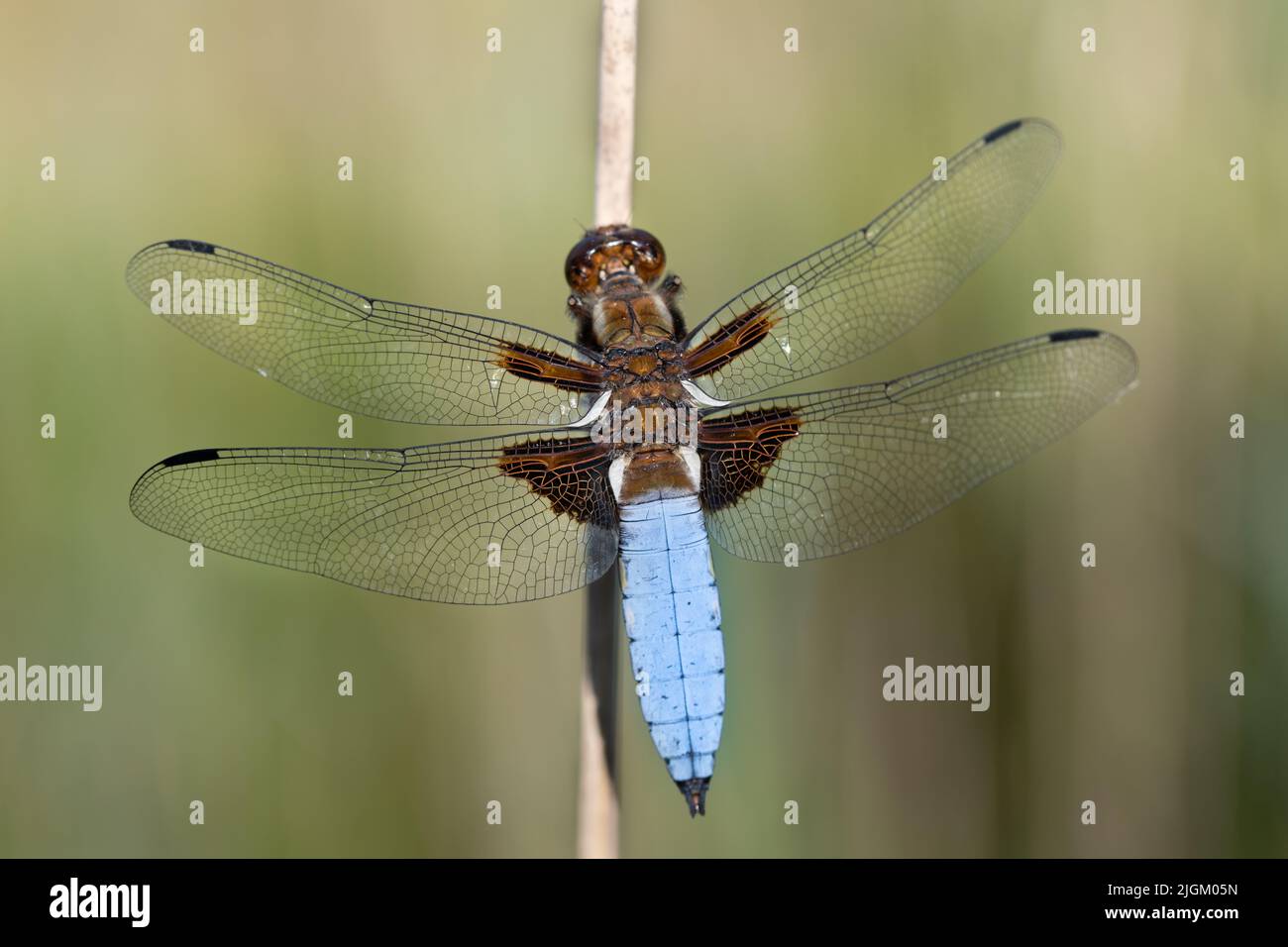 Dragonfly brown wing hi-res stock photography and images - Alamy