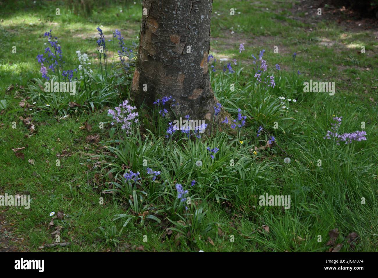 Three Colours of Native Bluebells Around Tree Trunk Sir Harold Hillier ...