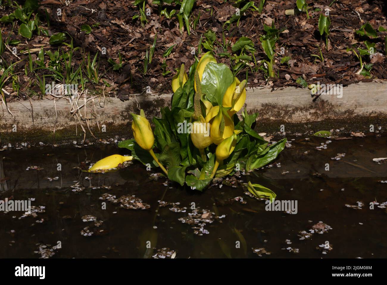 Yellow Skunk Cabbage (Lysichton Americanus) in Stream at Wisley Gardens ...