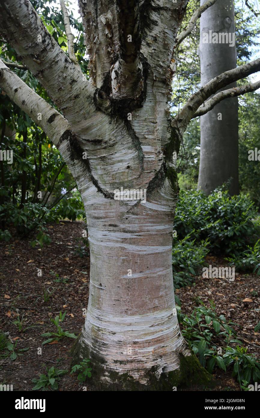 Japanese White Birch (Betula Platyphylla Hybrid) Sir Harold Hillier ...