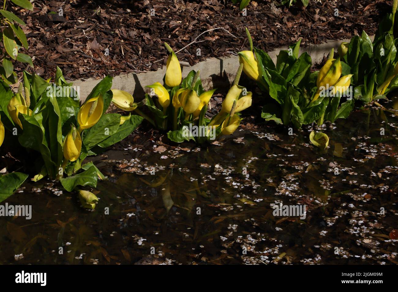 Yellow Skunk Cabbage (Lysichton Americanus) in Stream at WisleyGardens ...