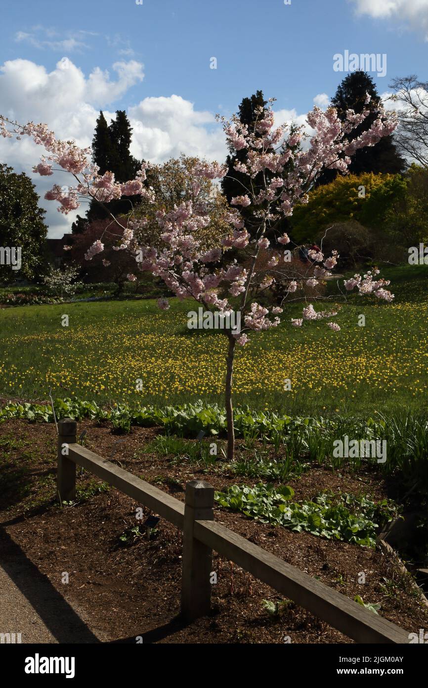 Prunus incisa the bride hi-res stock photography and images - Alamy