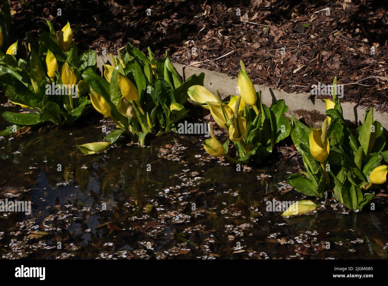 Yellow Skunk Cabbage (Lysichton Americanus) in Stream at Wisley Gardens ...