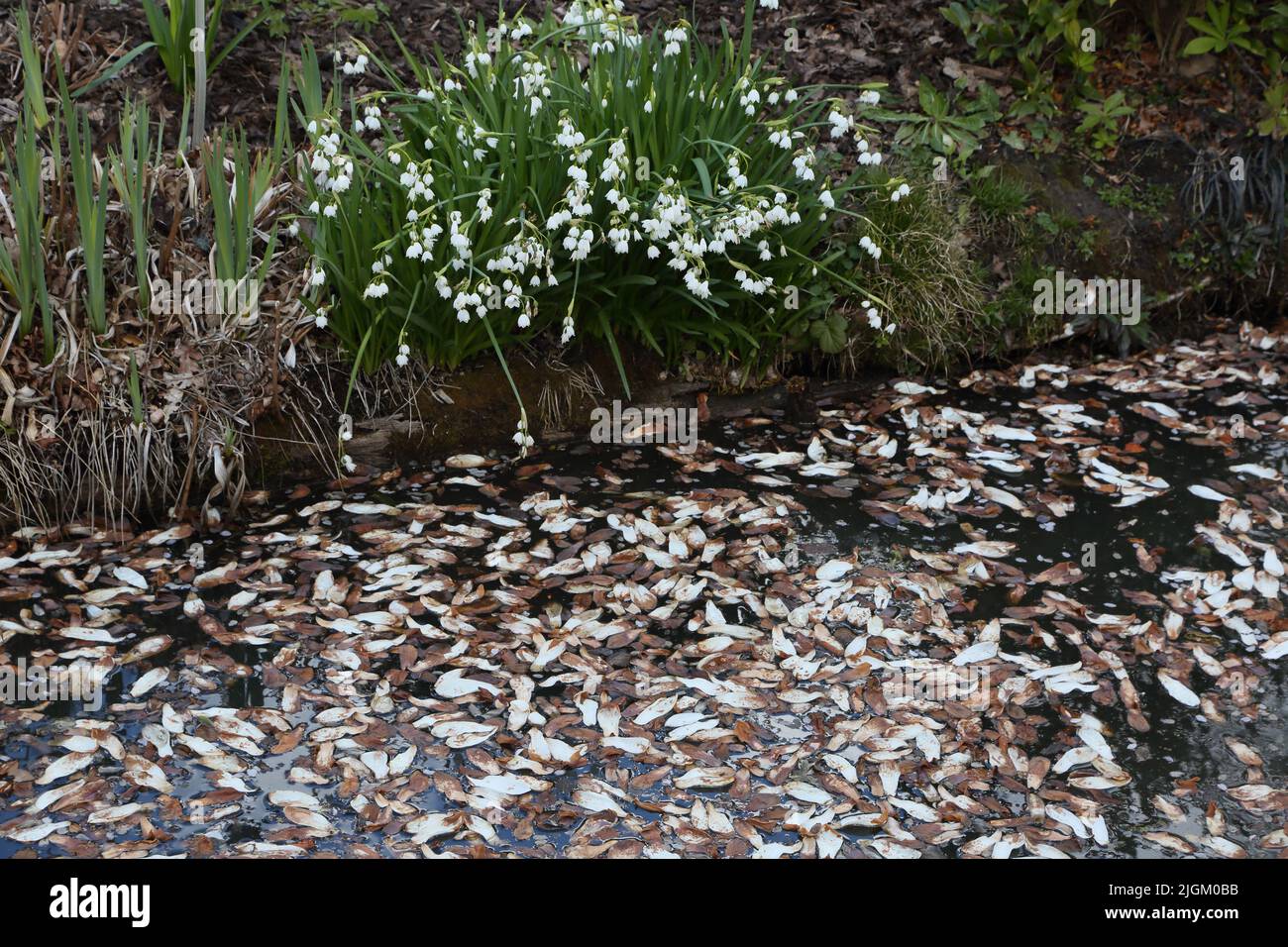 Summer Snowflake (Leucojum Aestivum) and Leaves Floating in Stream at ...