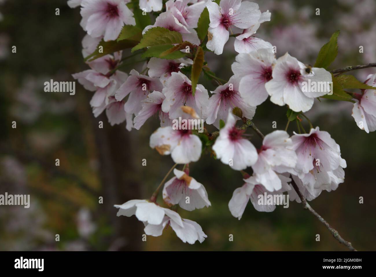 Rhs wisley surrey flowering cherry hi-res stock photography and images ...