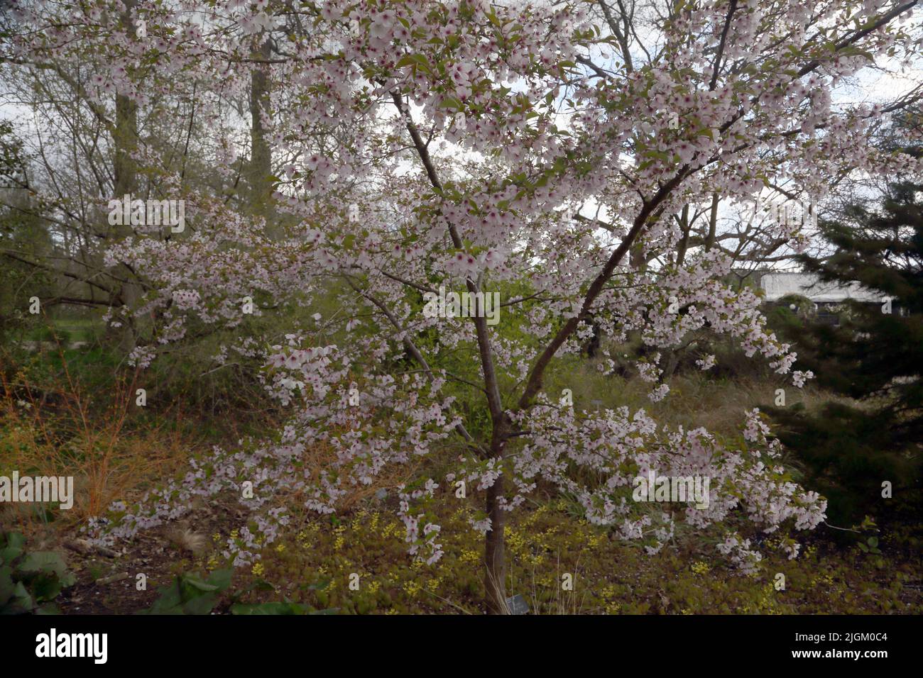 Prunus incisa the bride hi-res stock photography and images - Alamy