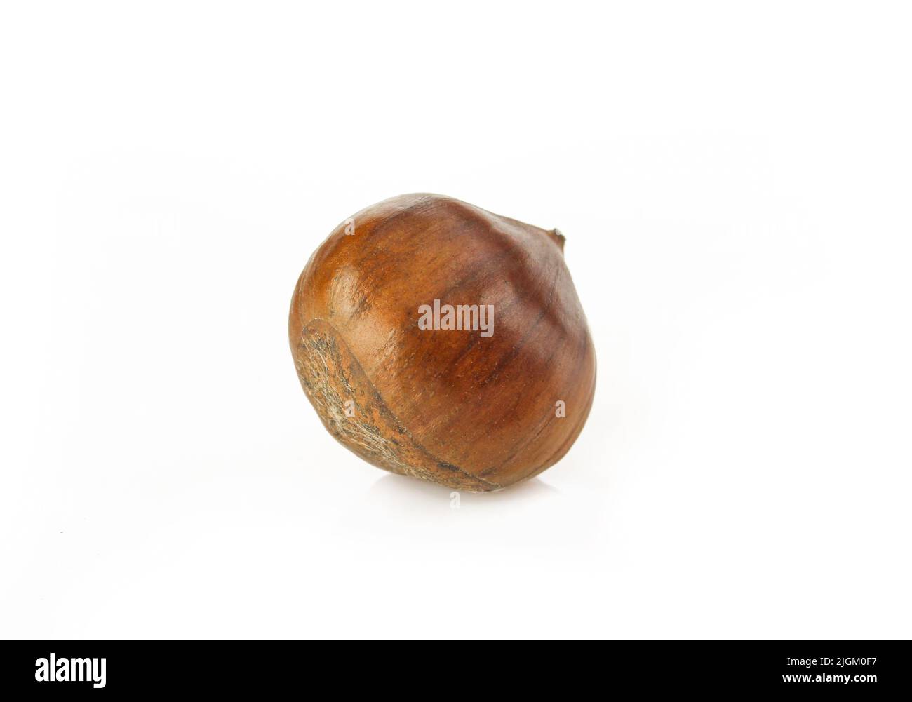 Single chestnut in husk isolated on white background Stock Photo - Alamy