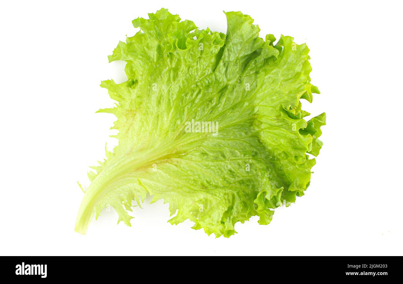 Single thin lettuce leaf isolated on white background Stock Photo - Alamy