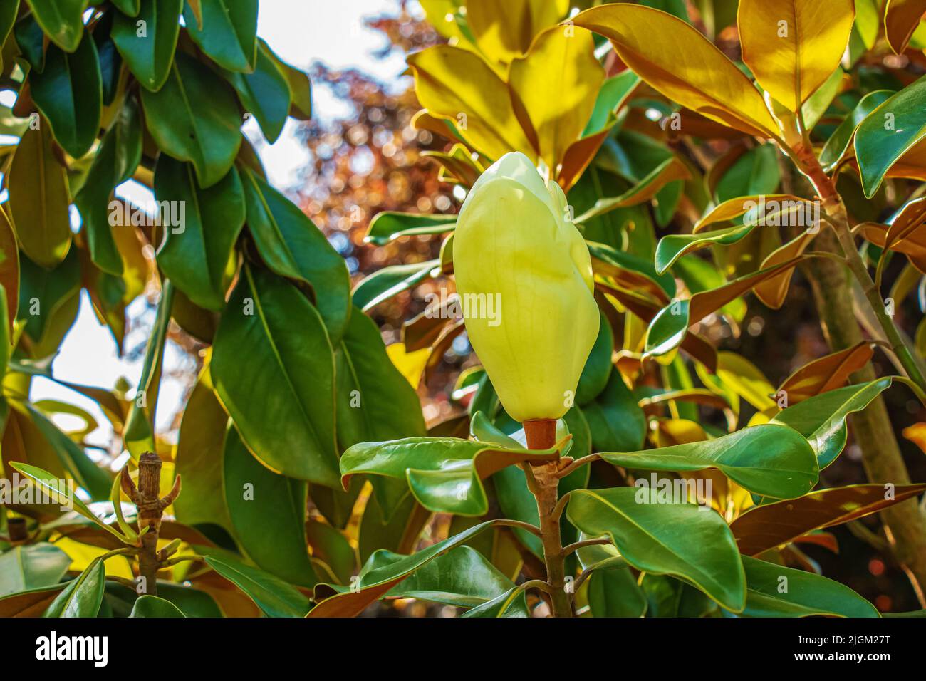 Tree branch with magnolia flowers. Magnolia flower bud in early spring ...