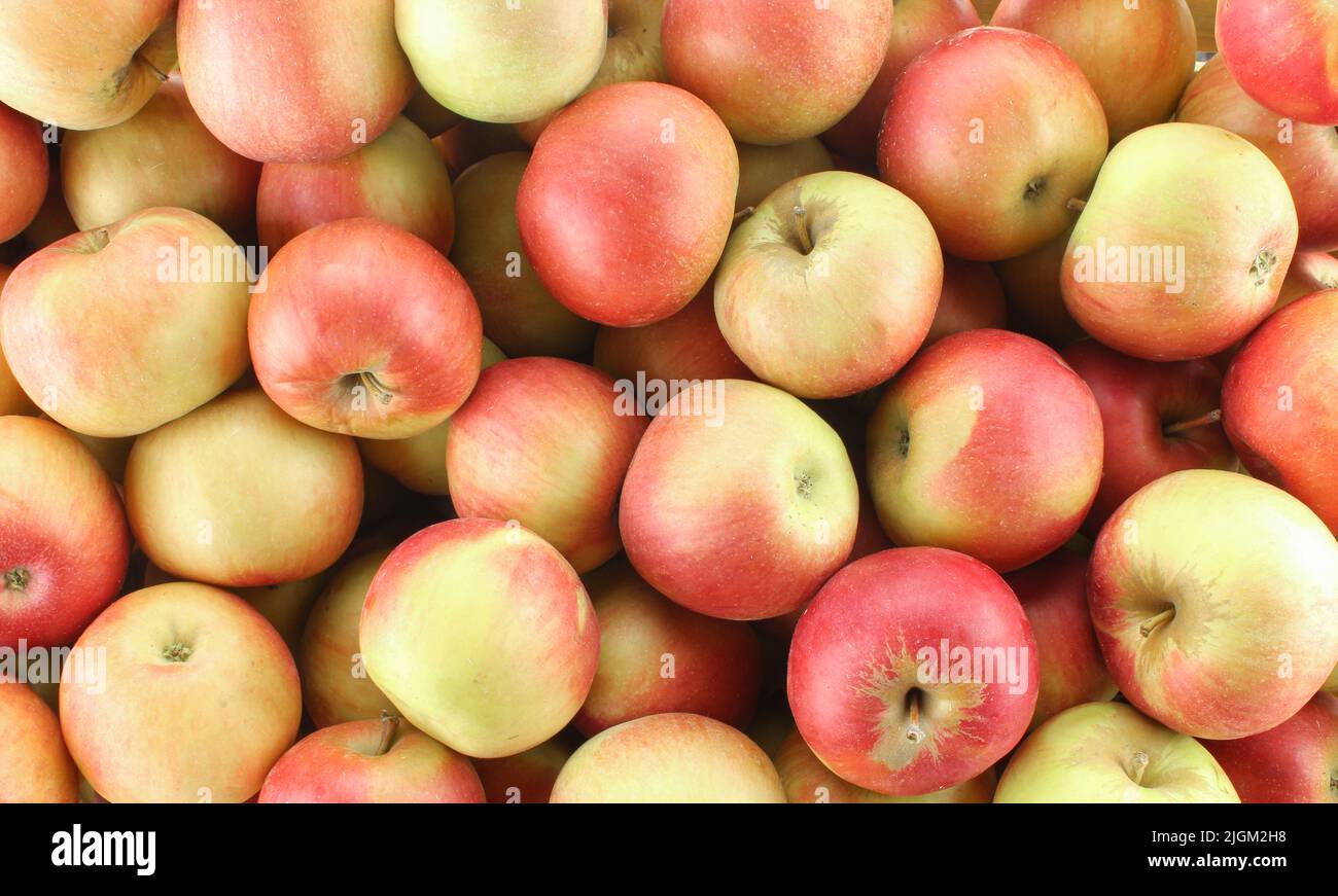 Background full of colorful apples. Organic fruit texture Stock Photo ...