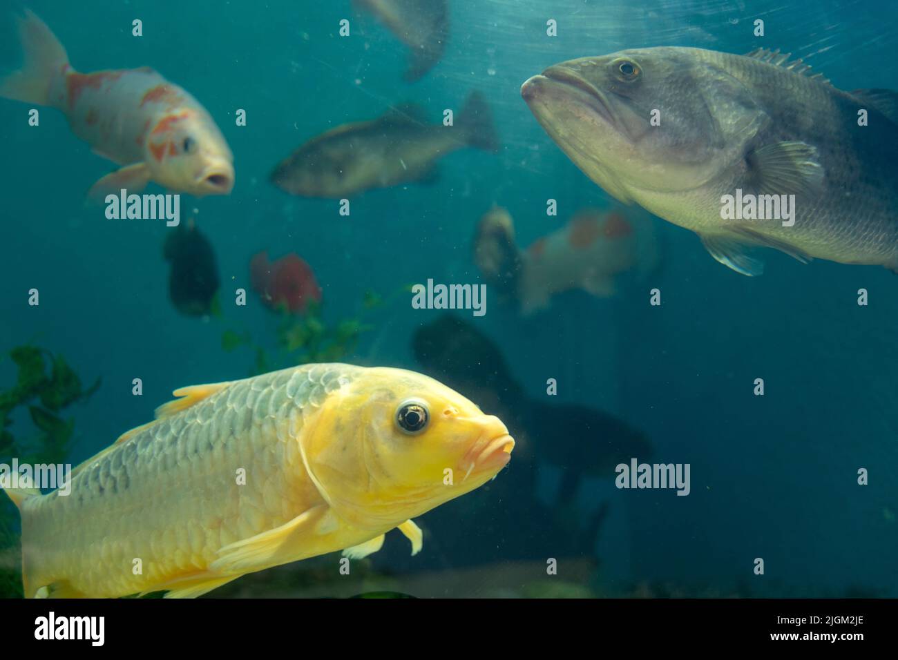 Big Yellow fish on water tank with plenty of other fishes Stock Photo ...