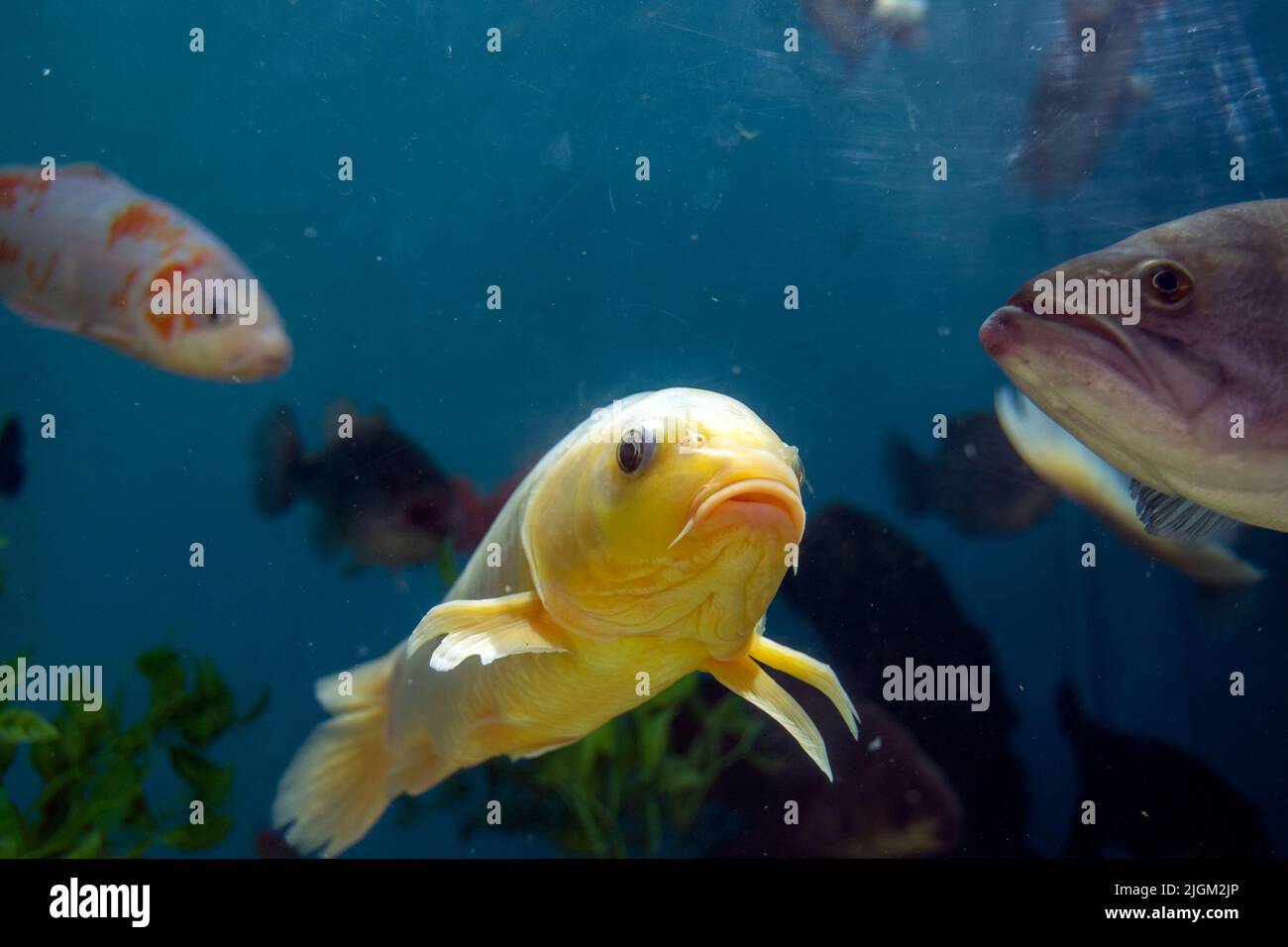 Yellow fishes hi-res stock photography and images - Alamy