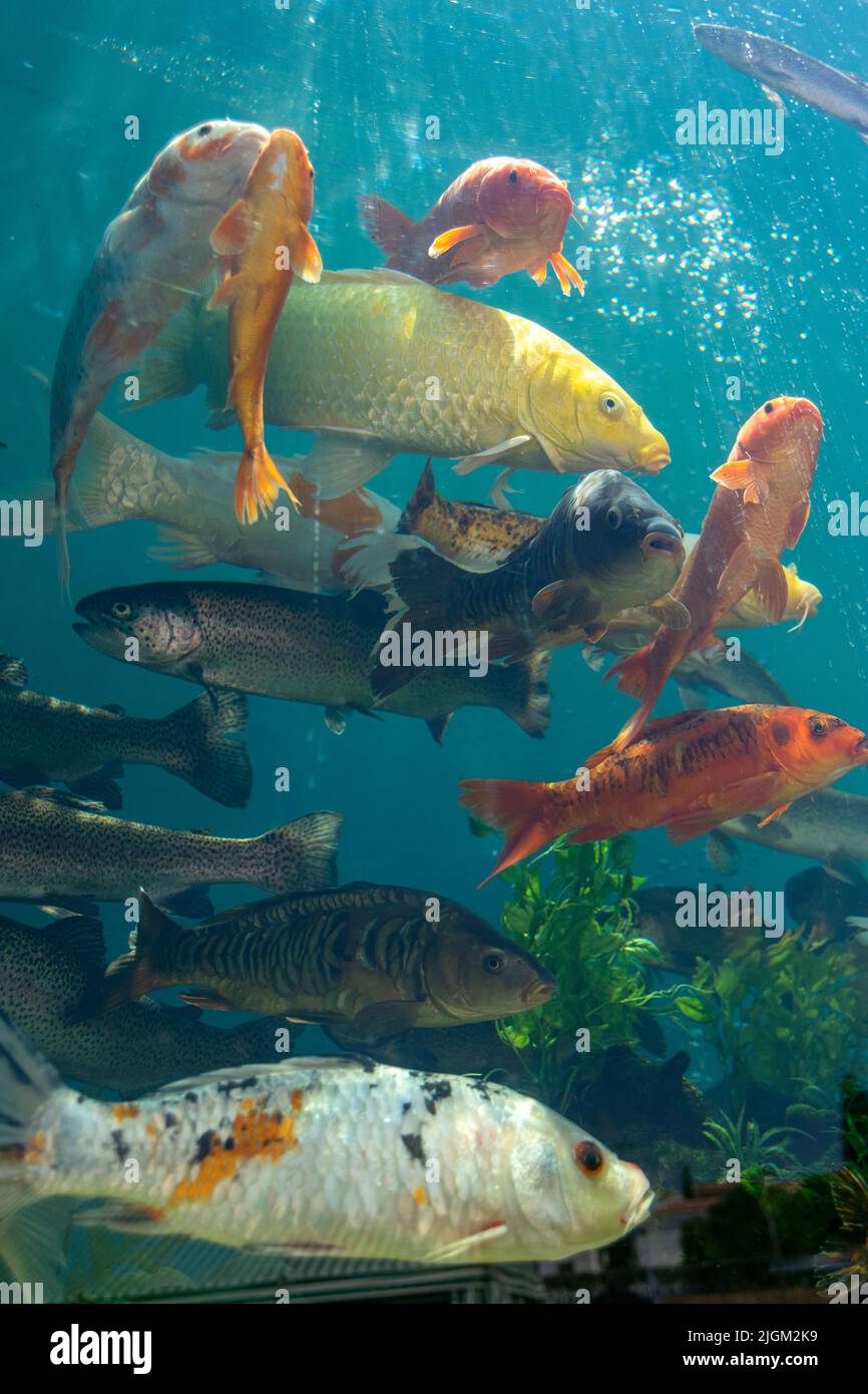 Colorful big fishes on large mobile thank, plenty of fishes ...