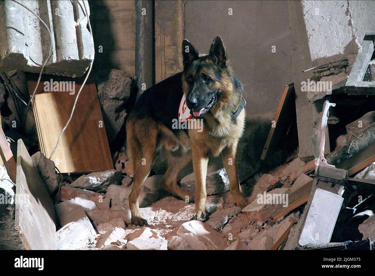 Mancs dog hi-res stock photography and images - Alamy