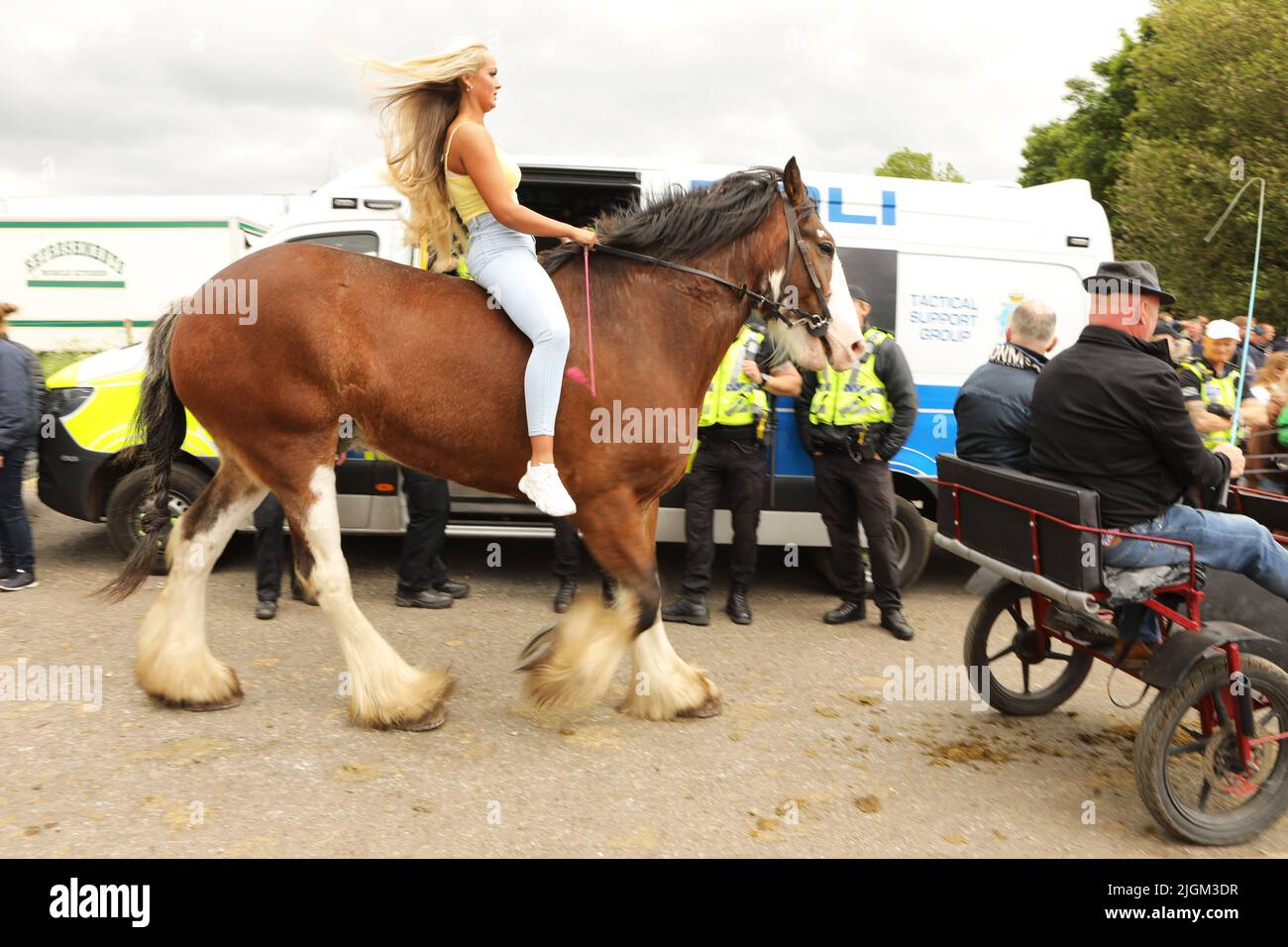 A young woman with long blonde hair riding a shire horse along the road ...