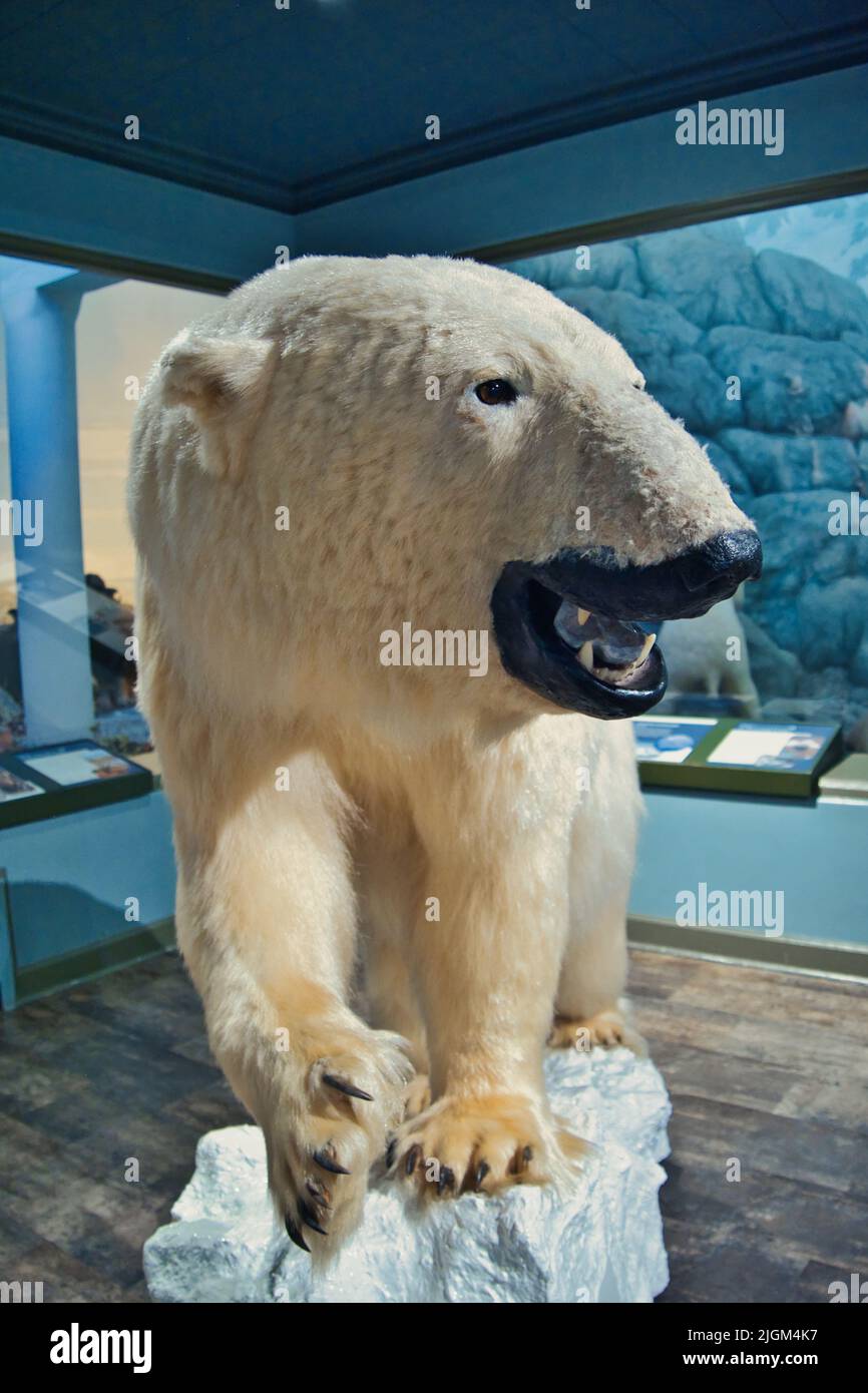 Stuffed Polar Bear is Straight Chillin - Would you shake his paw Stock ...