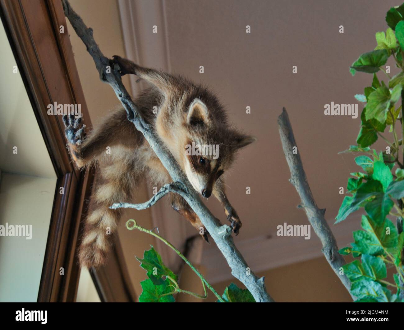 Stuffed Raccoon Hanging Out by Window Stock Photo - Alamy