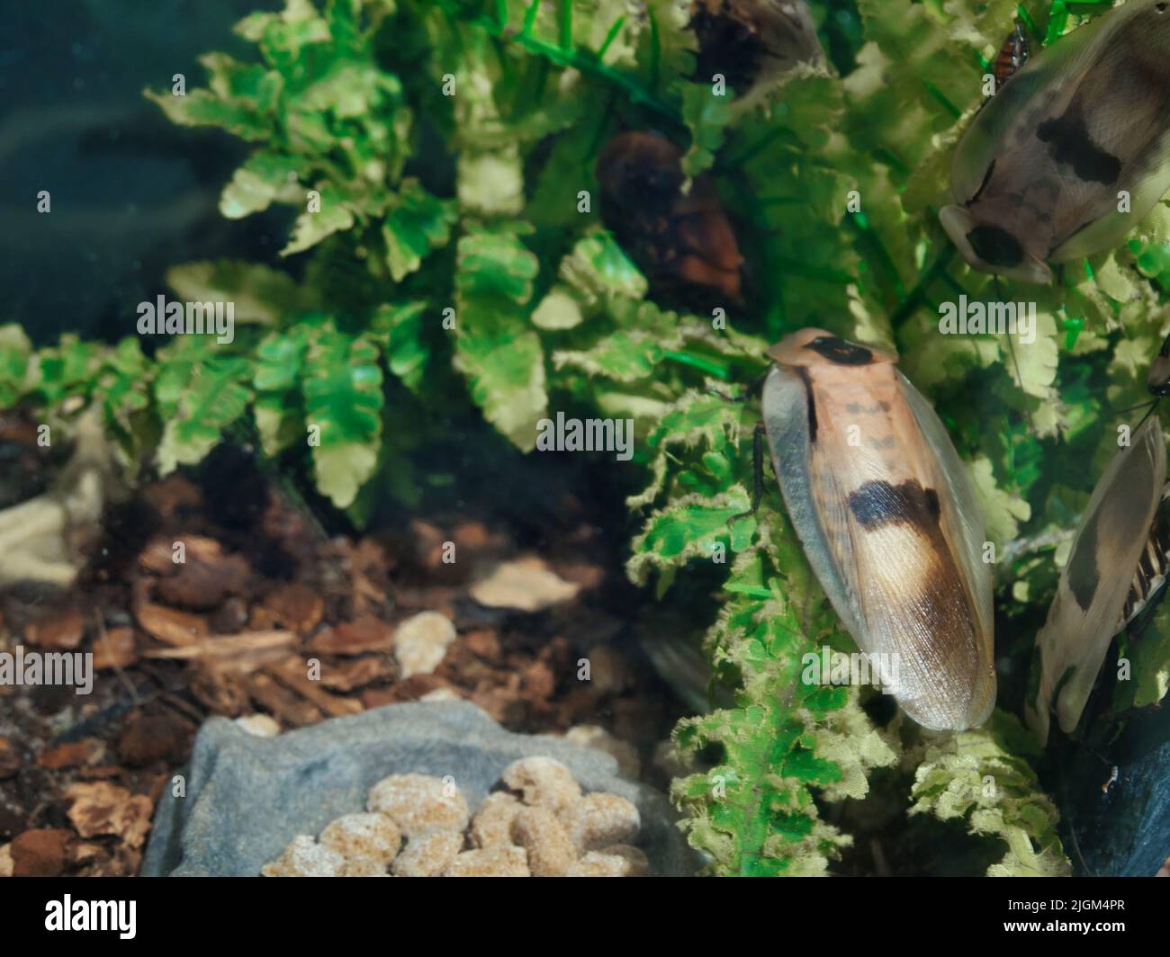 Brown and Black Cockroaches - Scary Science Stock Photo - Alamy