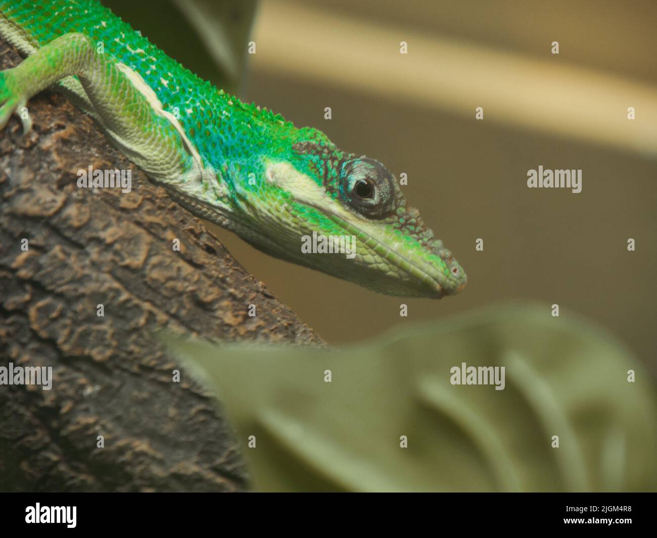 Macro Close-up of Large Green Anole Lizzard Stock Photo - Alamy