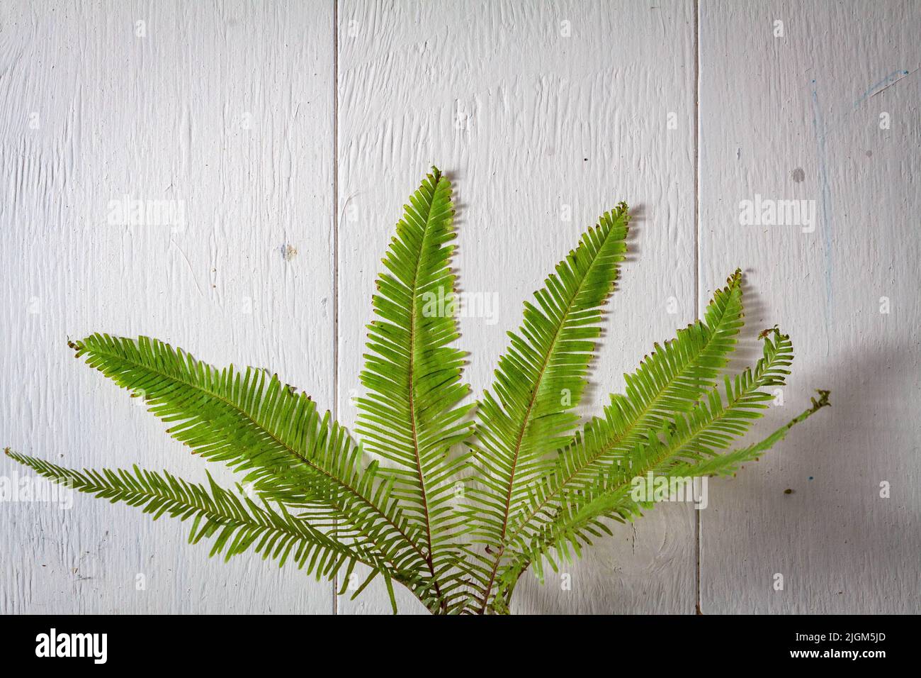 beautiful background with flowers . Spring summer border template ...