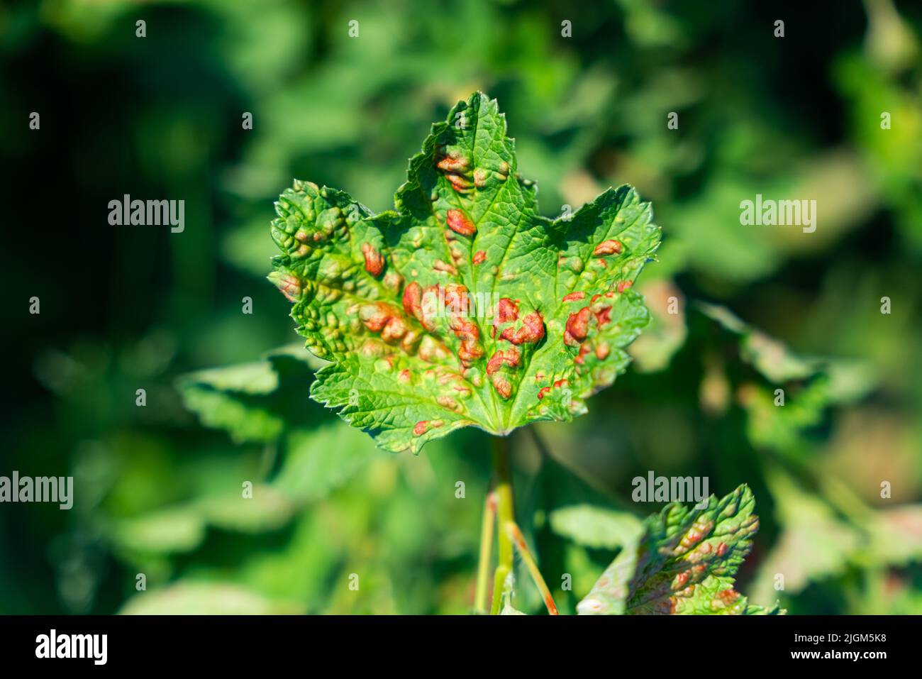 Cryptomyzus ribs hi-res stock photography and images - Alamy