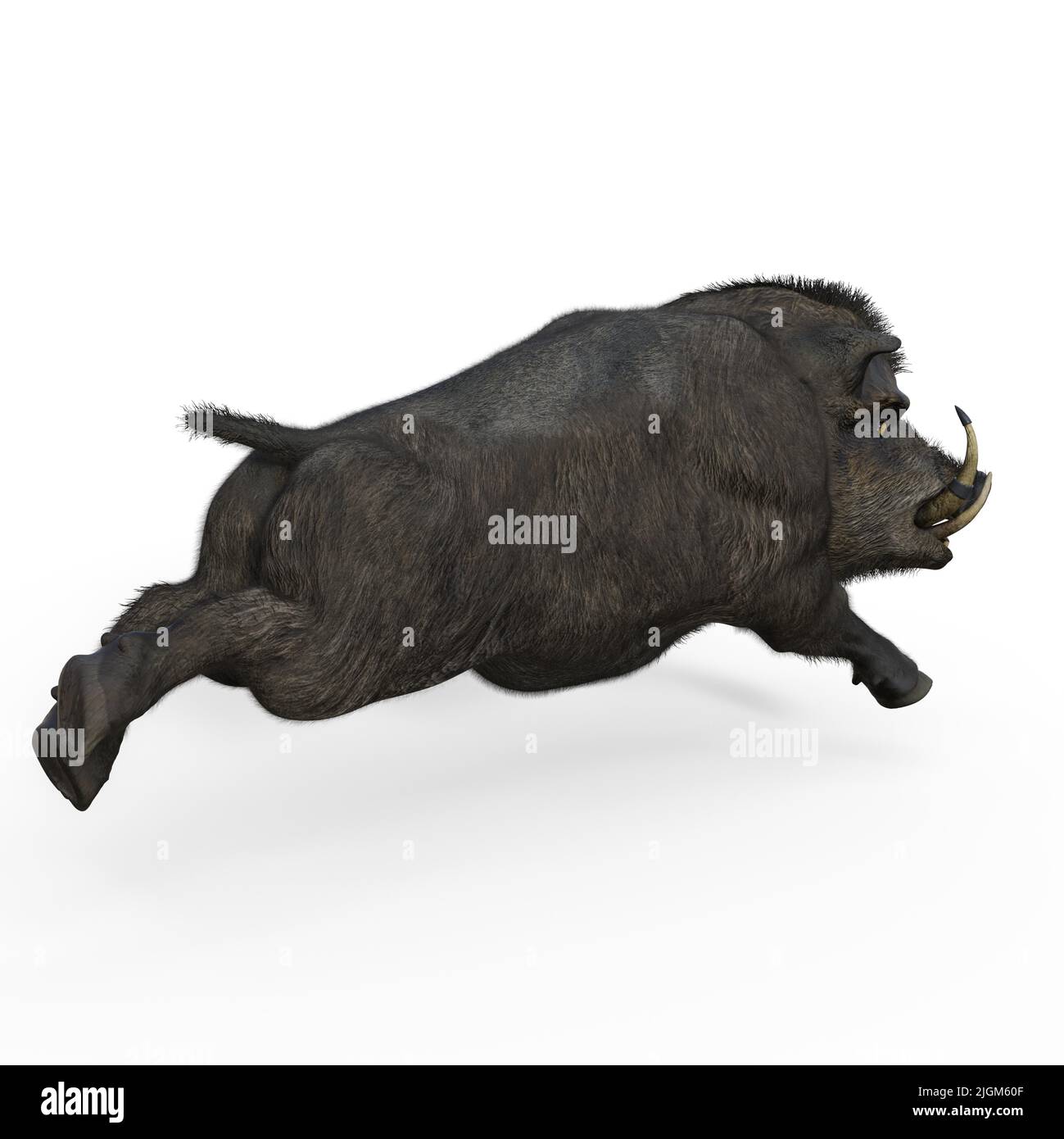 3d-illustration of an isolated battle boar animal really wild and ...