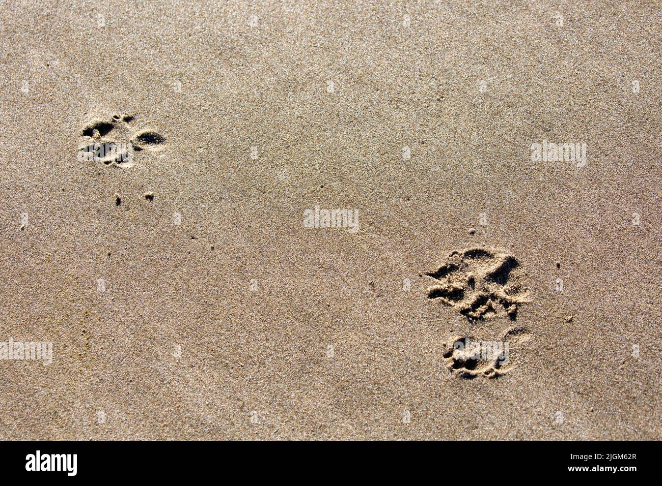 Dog Paw Print In Sand