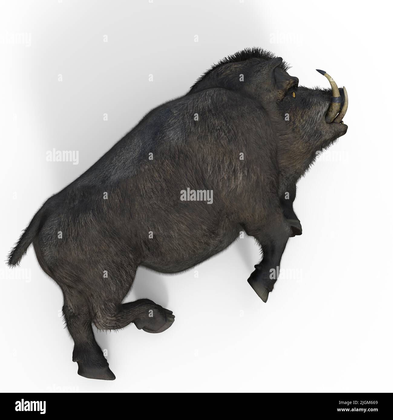 3d-illustration of an isolated battle boar animal really wild and ...